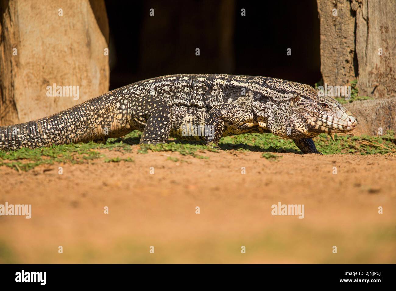Argentine Black and White Tegu (Tupinambis merianae, Tupinambis meriane ...