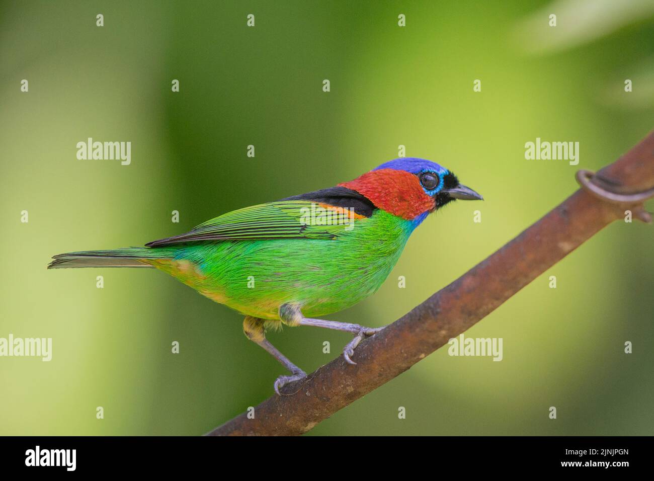 red-necked tanager (Tangara cyanocephala), perching on a branch, side ...