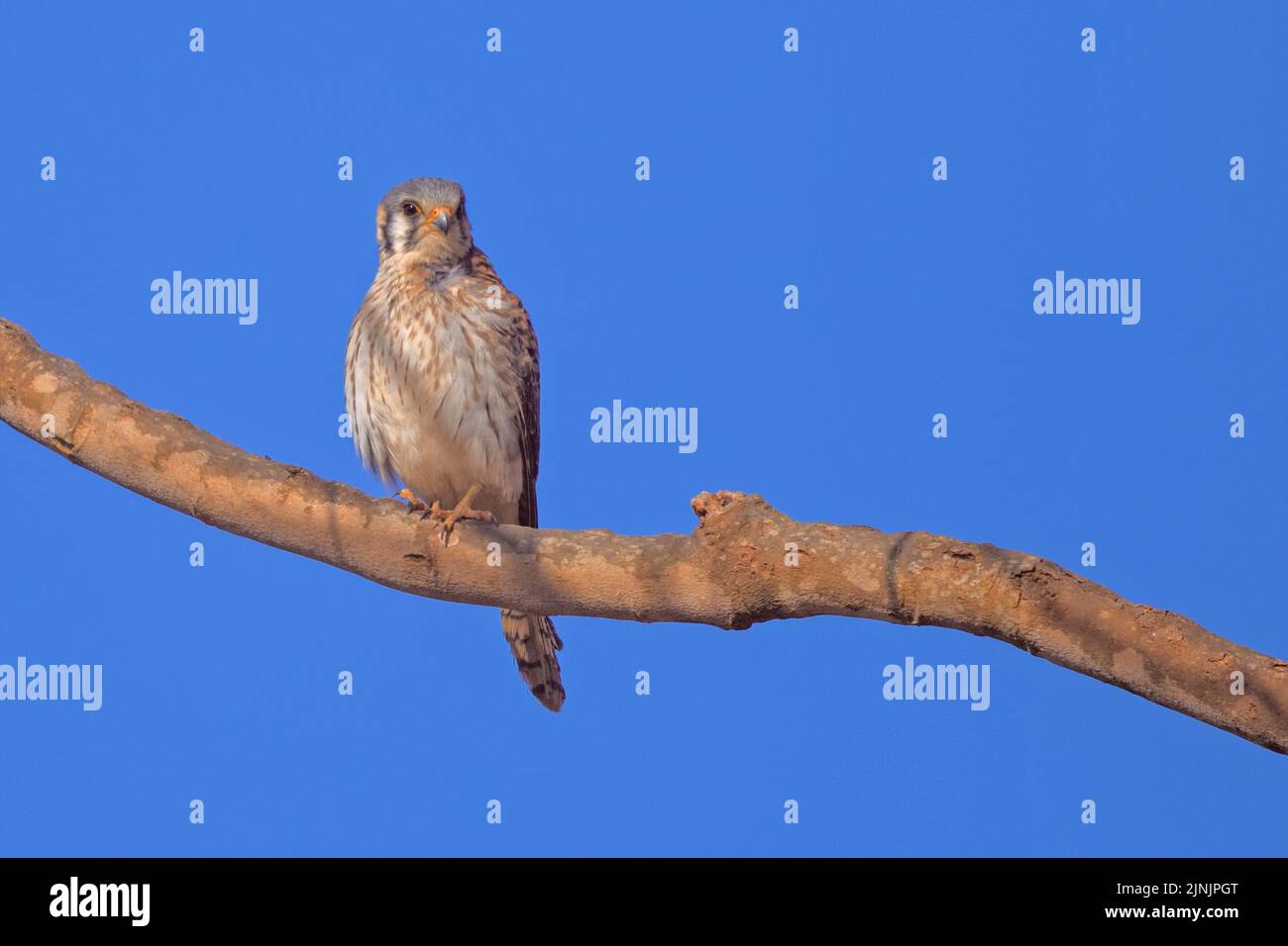 American kestrel (Falco sparverius), perched on a branch in front of ...