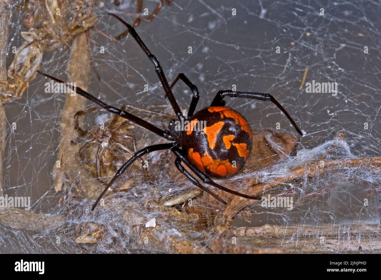 European black widow, southern black widow, Mediterranean black widow ...