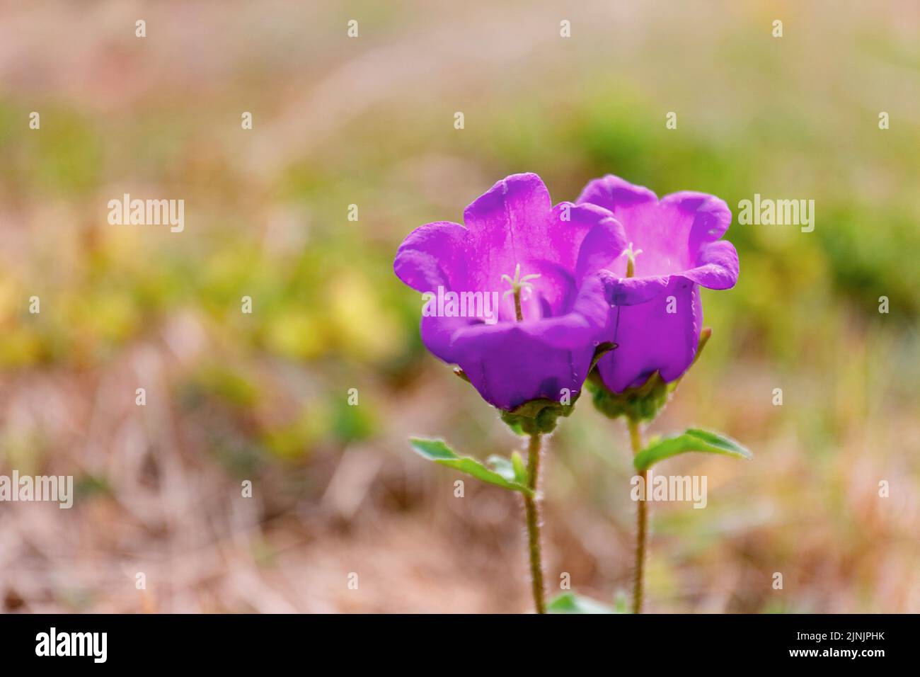 Canterbury bells, Canterbury bellflower (Campanula medium), blooming ...