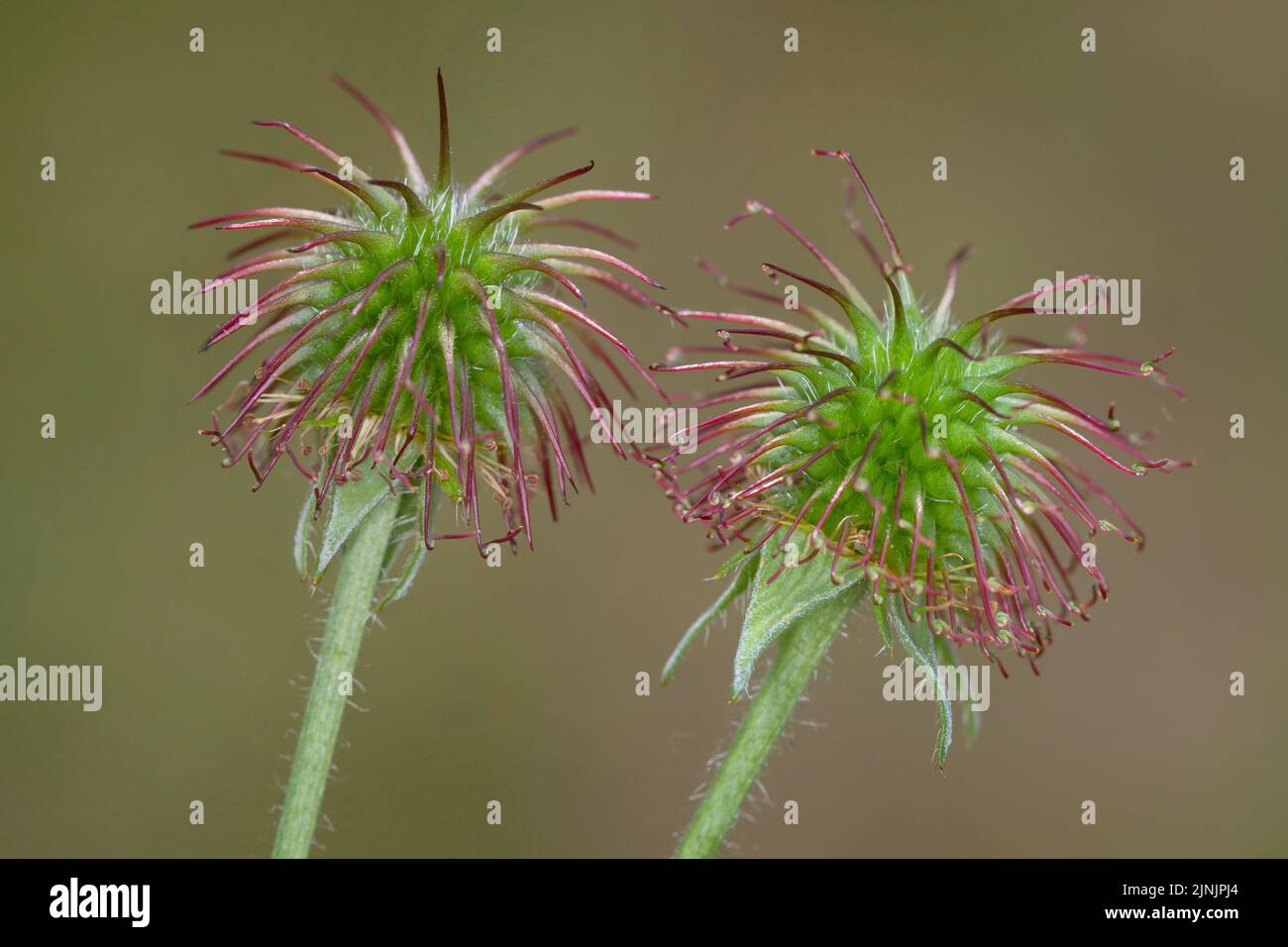 common avens, wood avens, clover-root (Geum urbanum), two ...