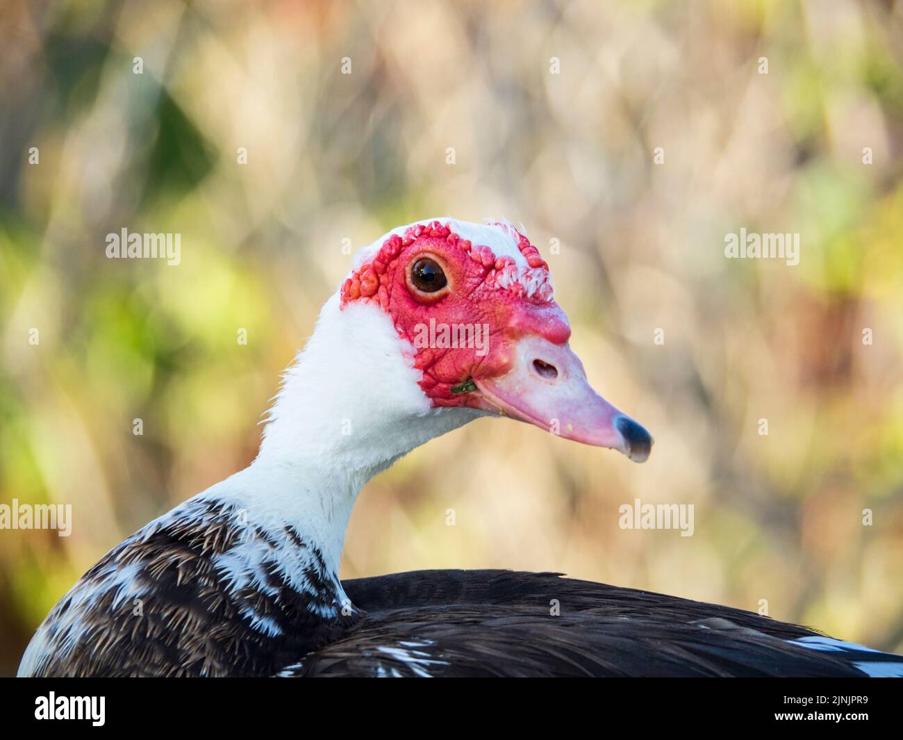 Close-up of the head of a water duck Stock Photo - Alamy