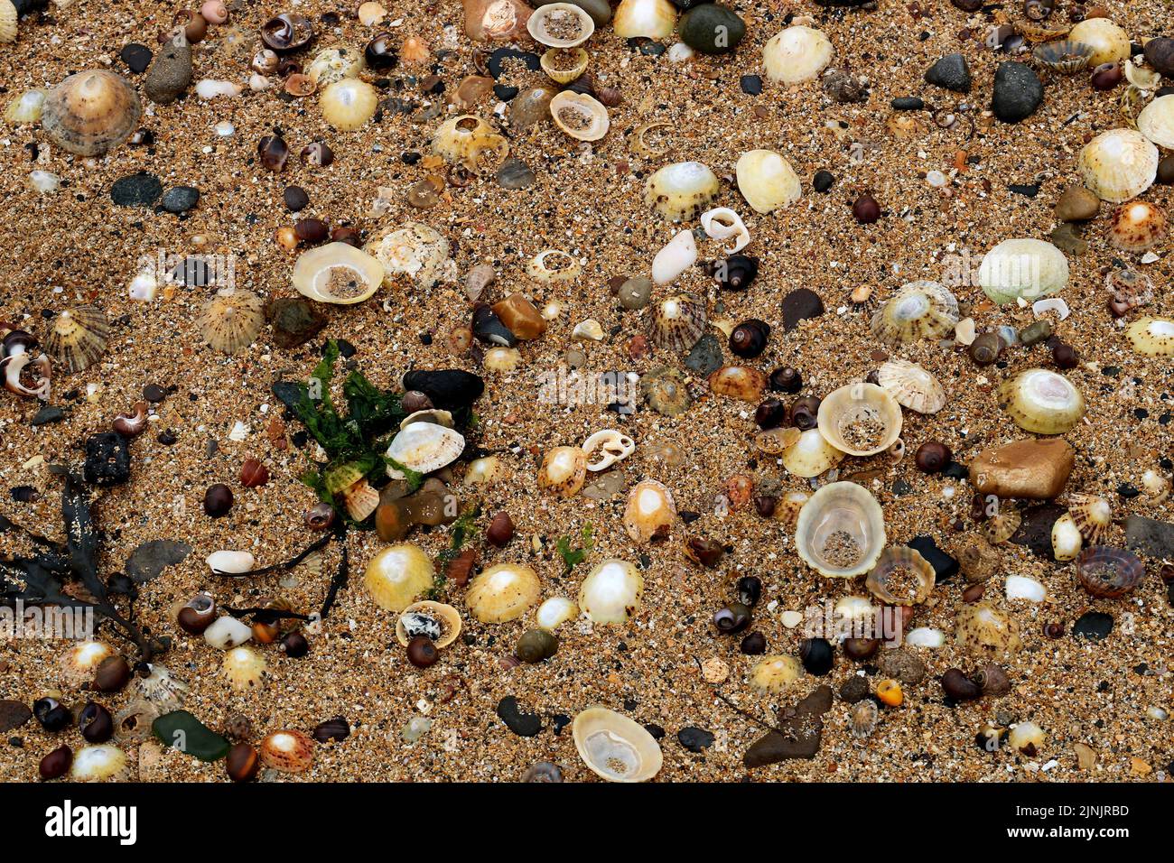Assorted seashells with stones and seaweed on a coastal sandy beach ...