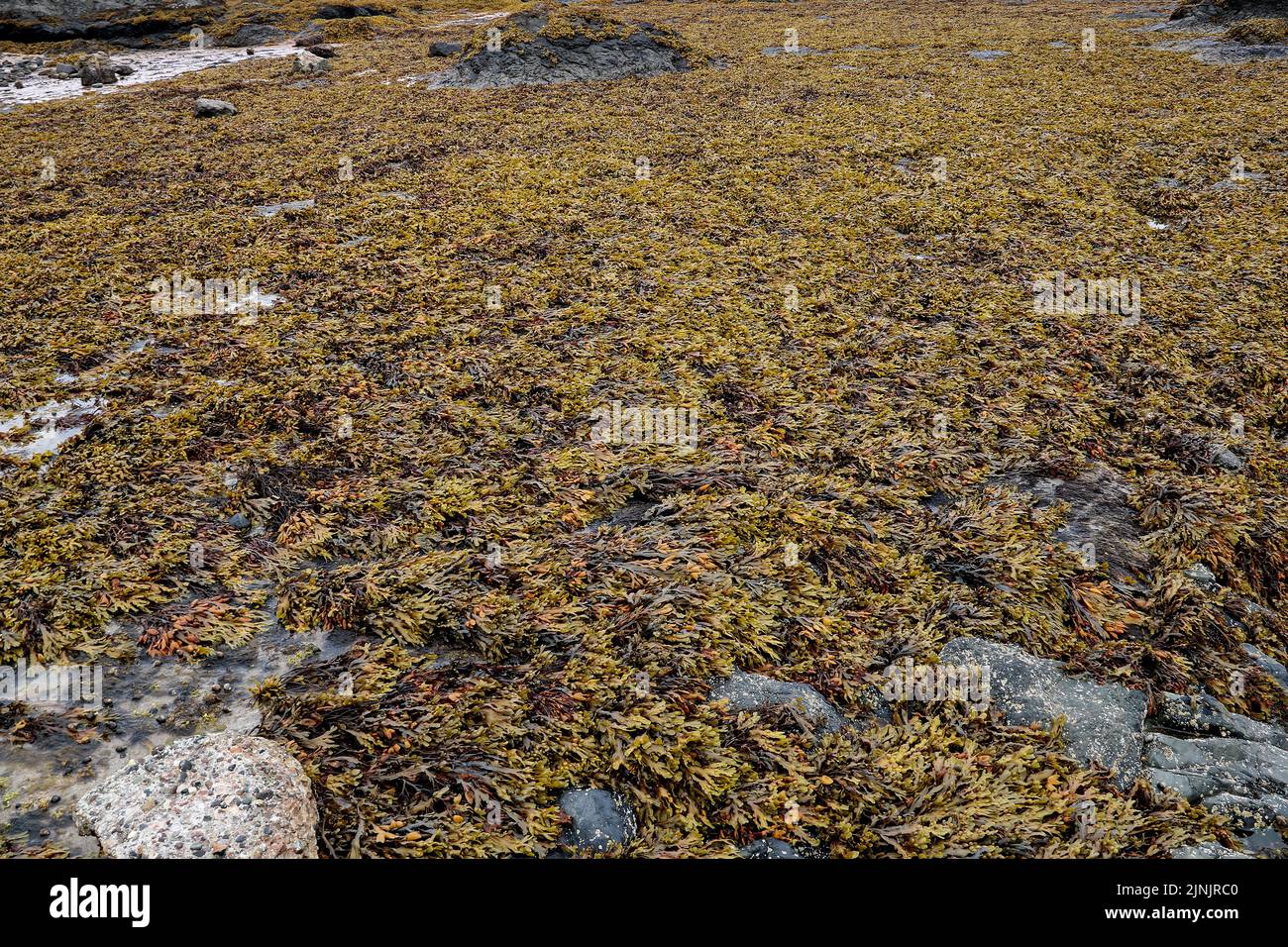 Mass of seaweed covering coastal rocks at a harbour location Stock ...