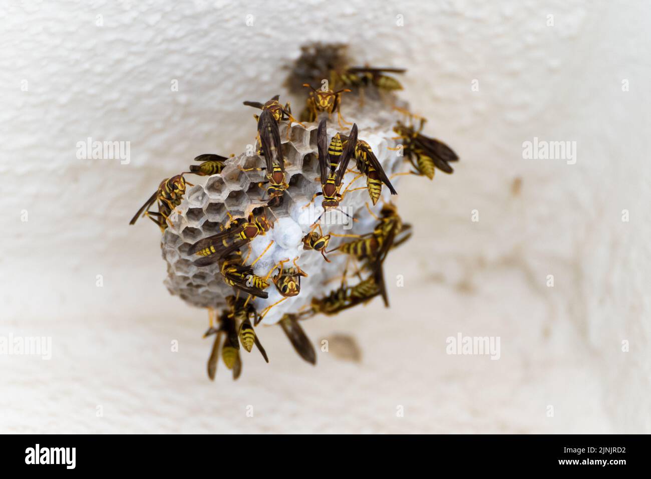 Swarming wasps hi-res stock photography and images - Alamy