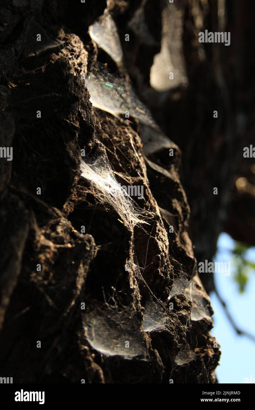 Wood Nature Sun Chilling Hike Stock Photo - Alamy
