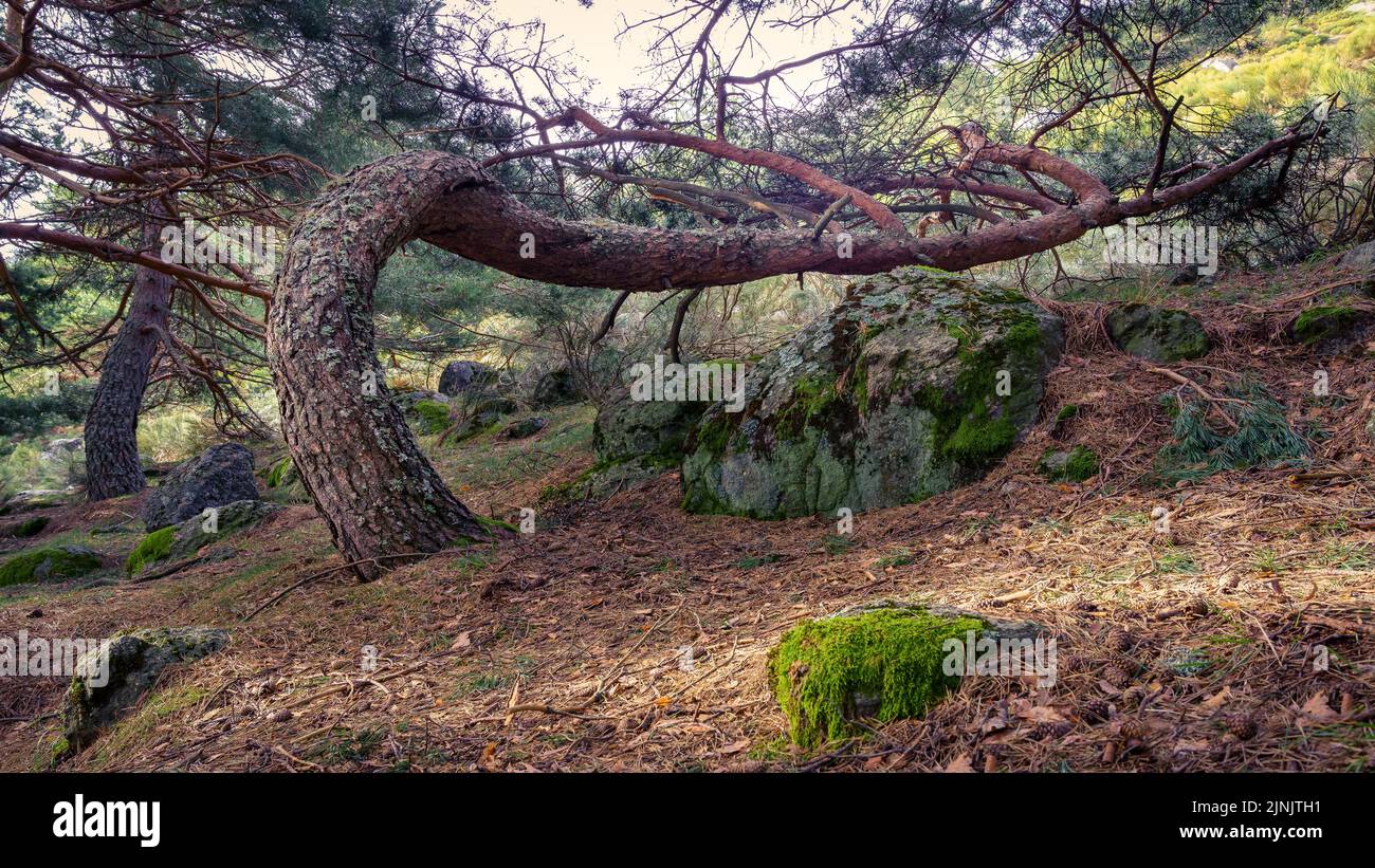Strange tree hi-res stock photography and images - Alamy