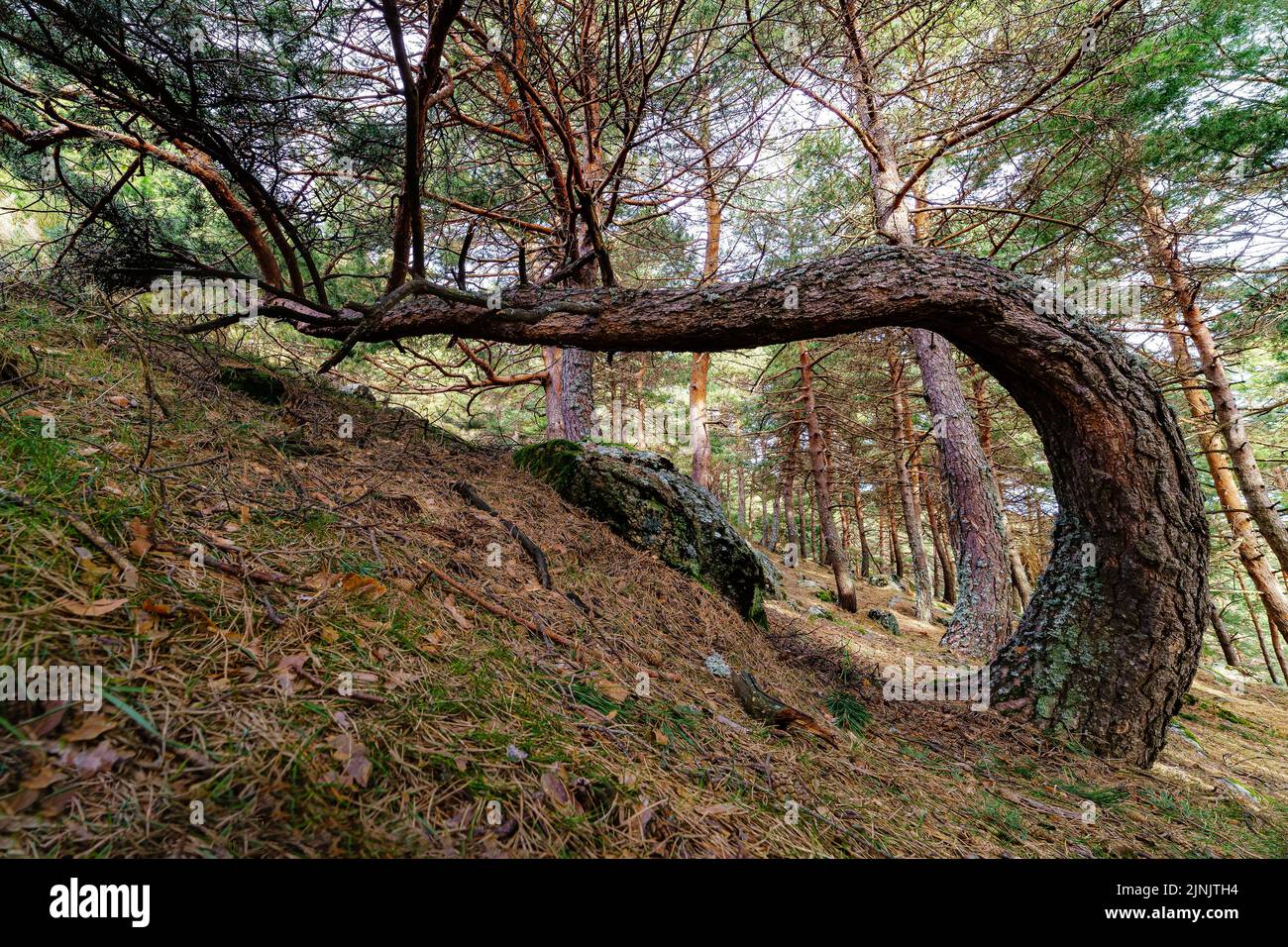 strange tree in the forest, growing lying on the ground, curving its ...