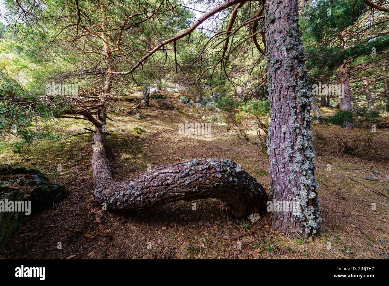 strange tree in the forest, growing lying on the ground, curving its ...
