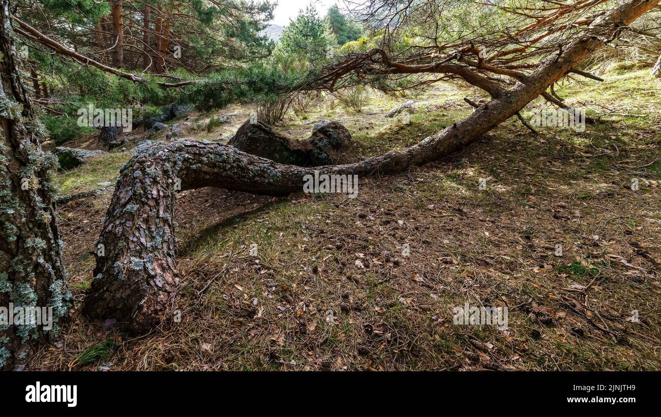 strange tree in the forest, growing lying on the ground, curving its ...