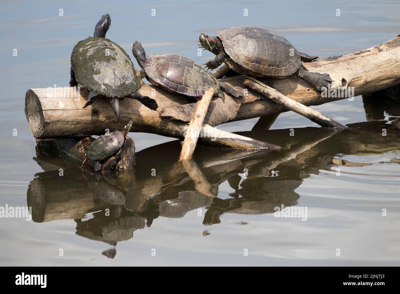 Three turtles hi-res stock photography and images - Alamy