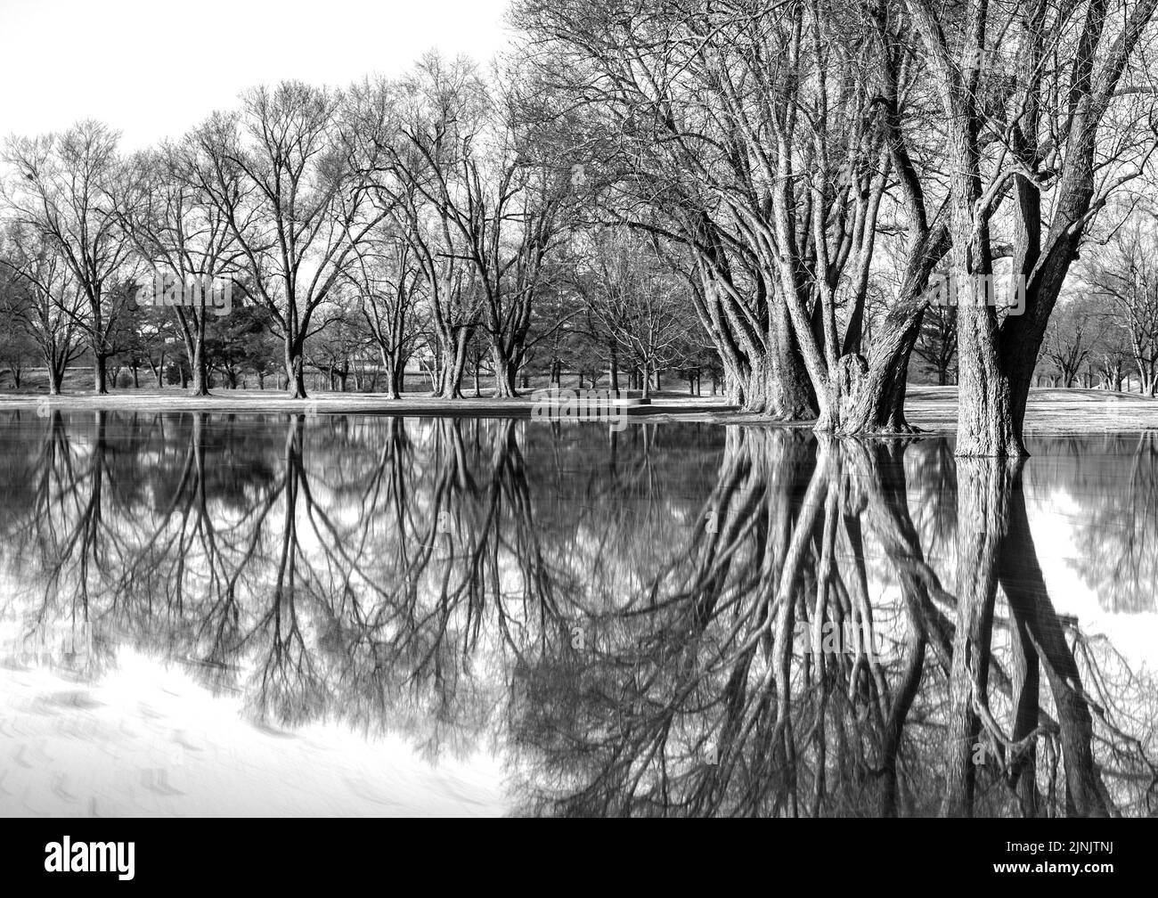 A monochrome of deciduous tree line in flood with visible reflections ...