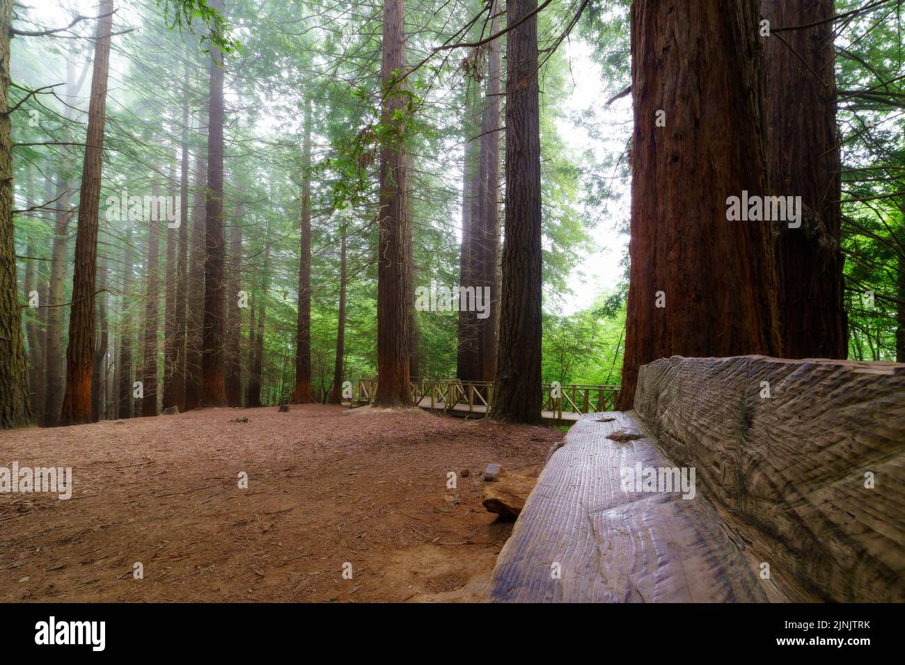 Wooden bench in giant sequoia forest on cloudy day with fog Stock Photo ...
