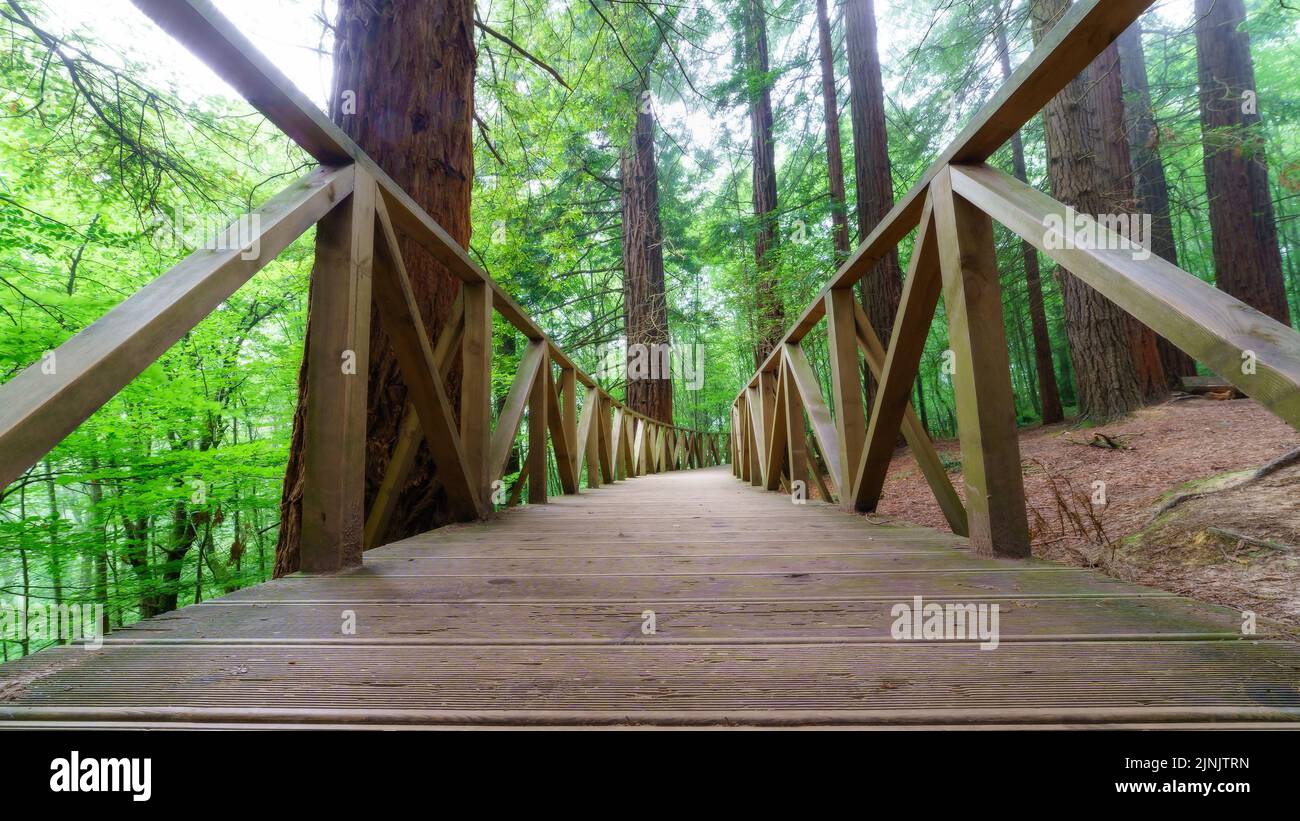 Wooden path with fencing through giant redwood forest Stock Photo - Alamy