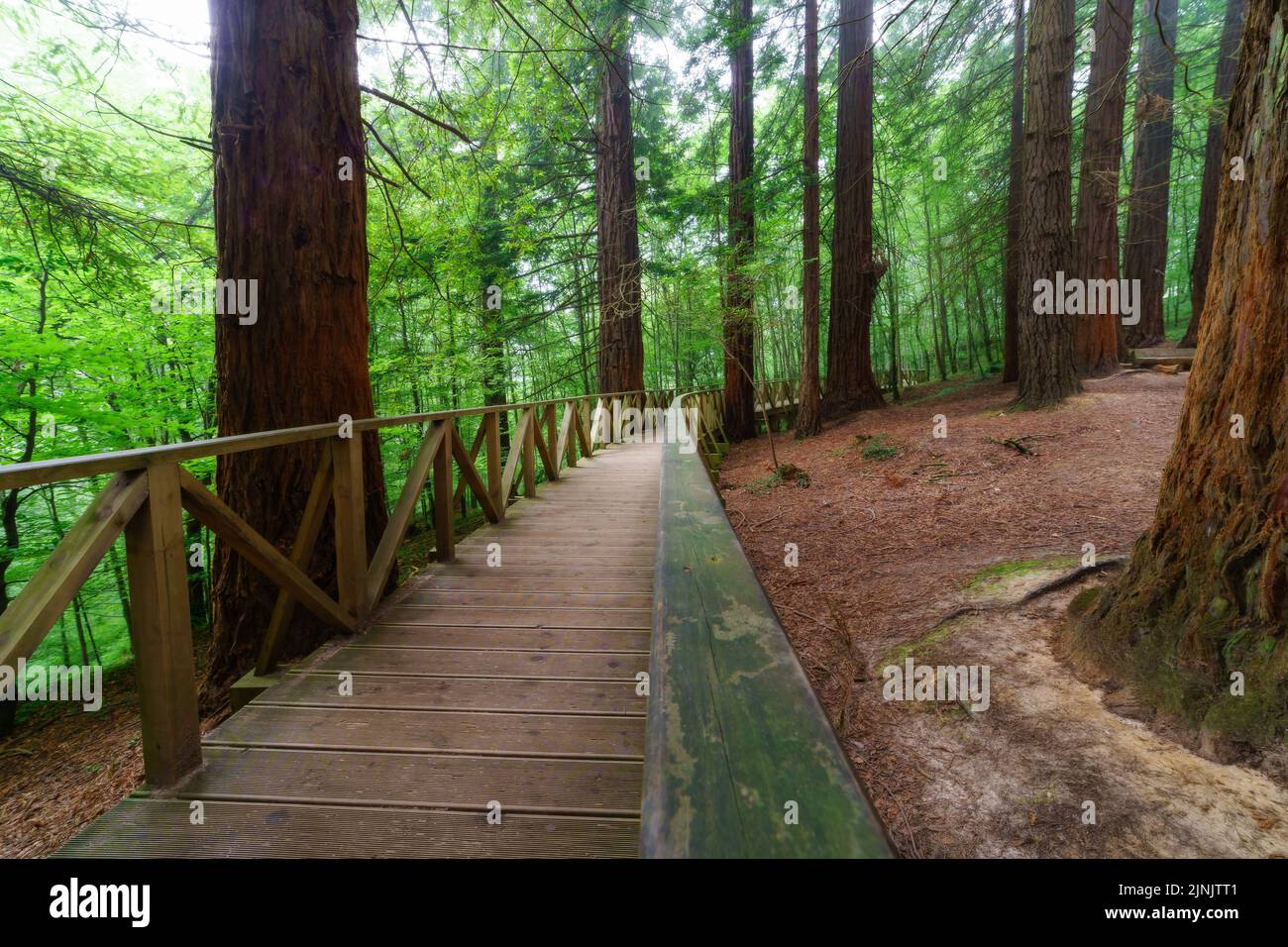 Wooden path with fenced in through the forest of sequoia trees Stock ...