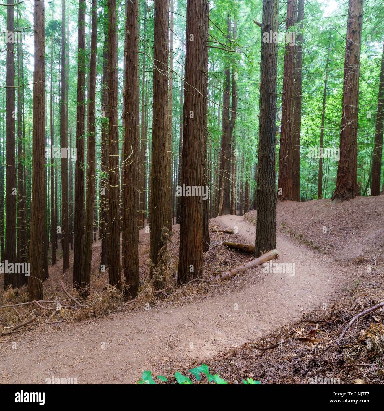 Path in the forest between redwoods with a multitude of tree trunks ...