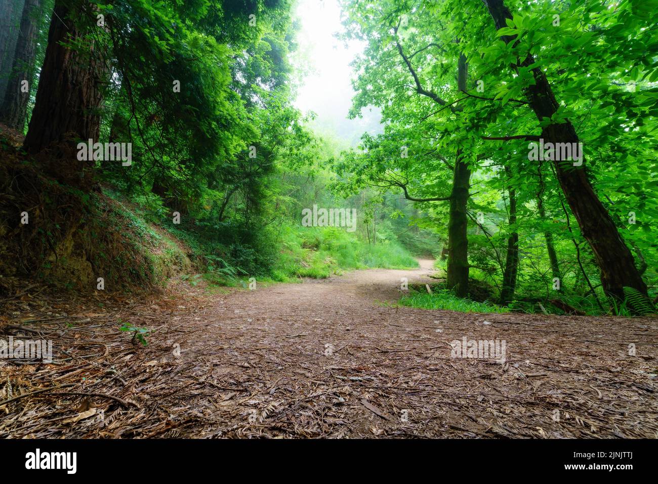 Forest path tall trees sunlight hi-res stock photography and images - Alamy