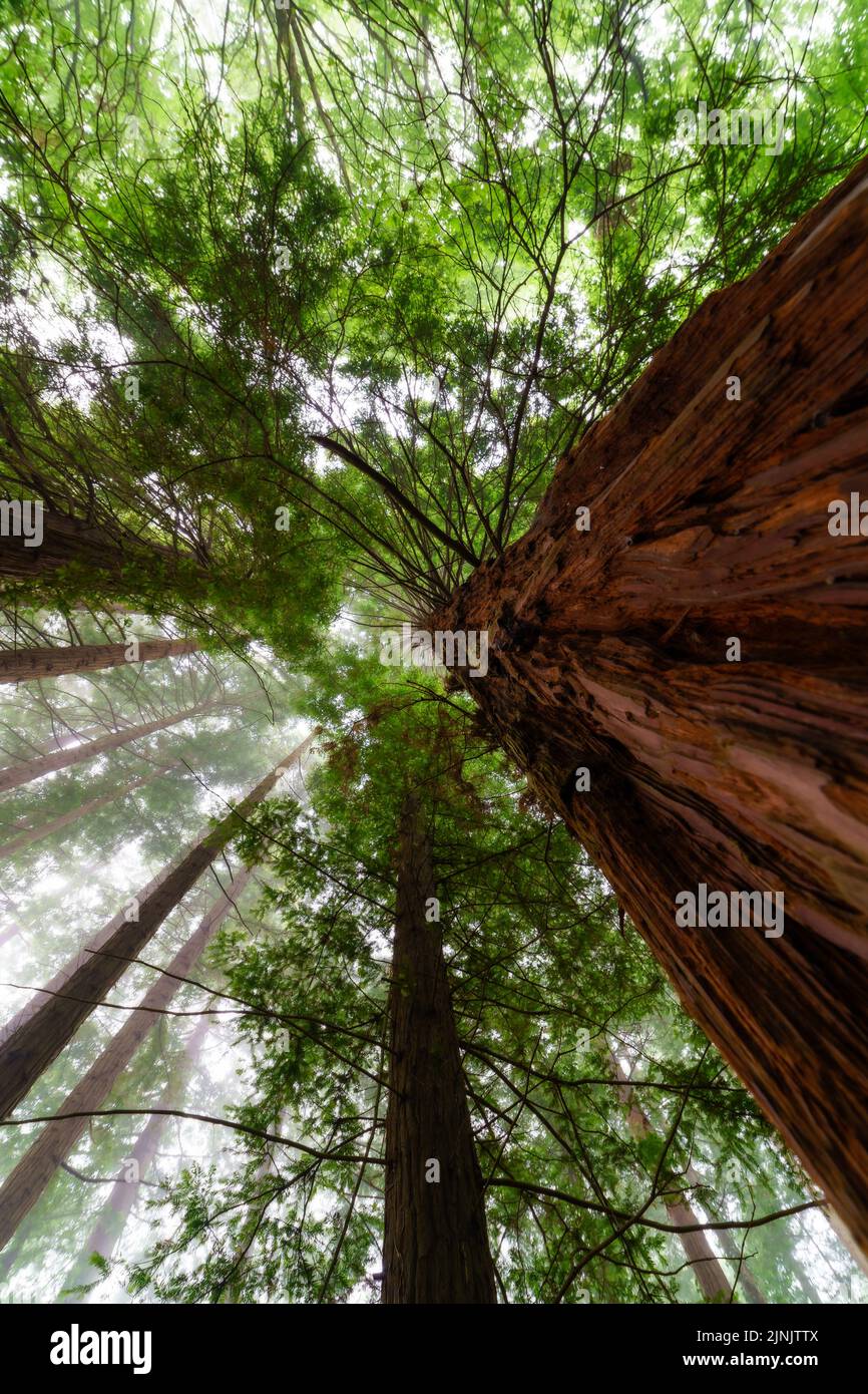View green giant tree hi-res stock photography and images - Alamy