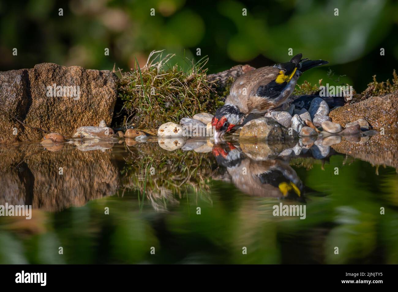 Goldfinch bird drinking water on the edge of a pool with perfect ...