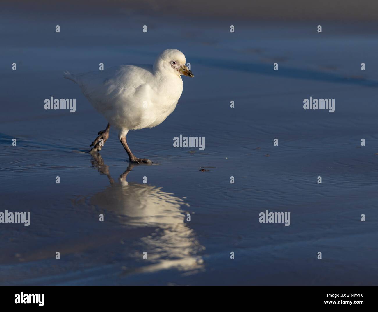 The snowy sheathbill (Chionis albus) is the only land bird native to ...