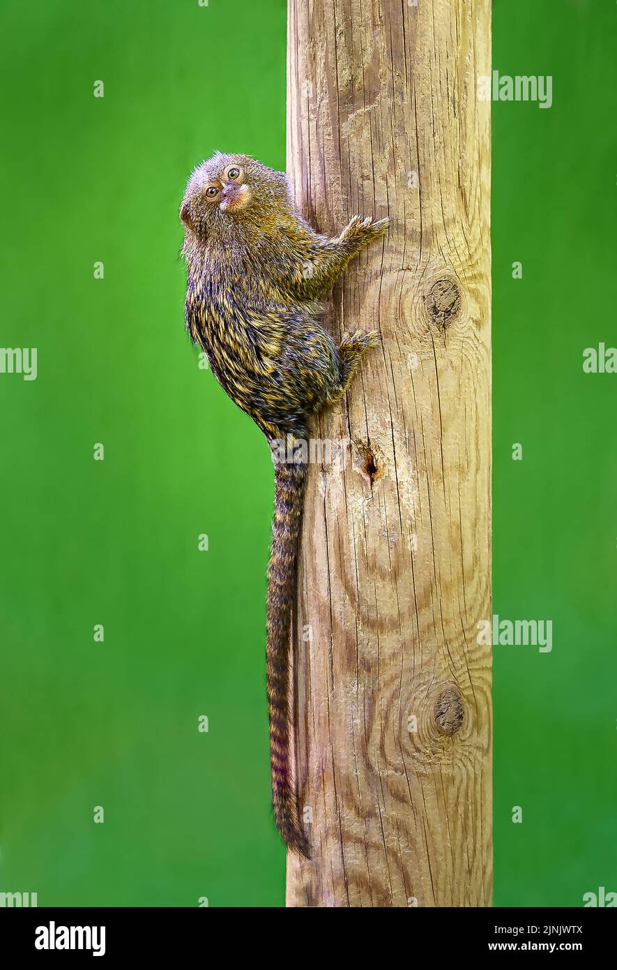 Monkey wearing close hi-res stock photography and images - Alamy