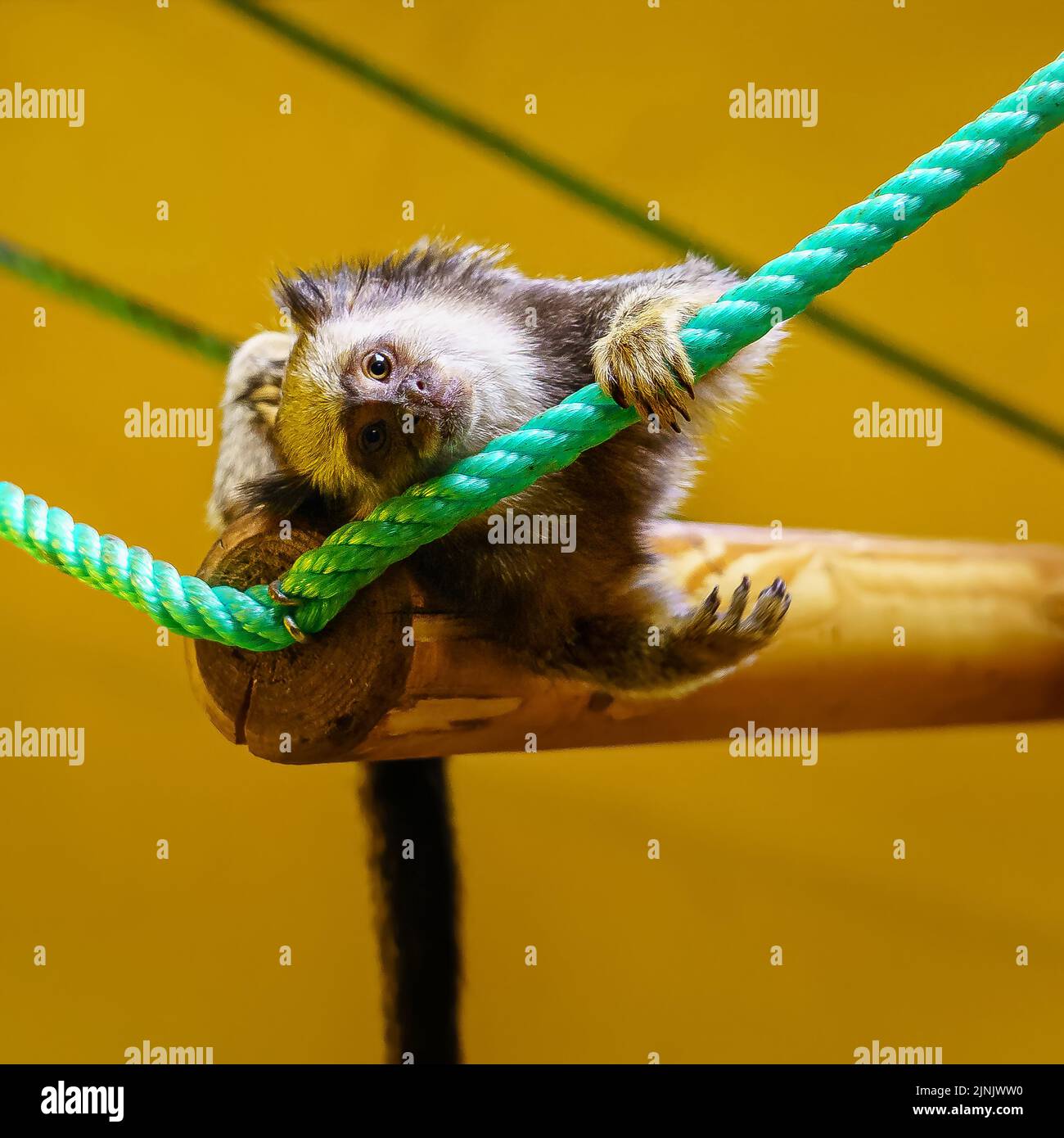 Little monkey playing with some ropes on a stick and looking at the ...