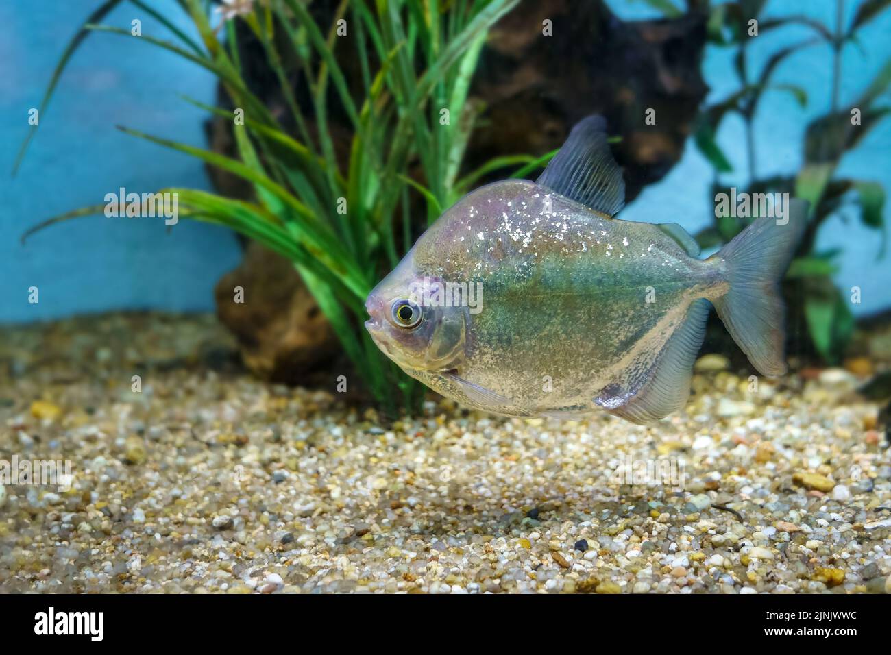 Bright tropical fish swimming calmly in an aquarium Stock Photo - Alamy