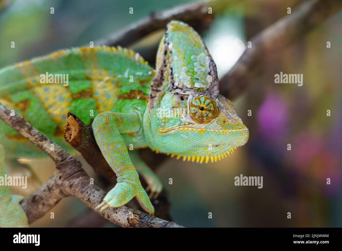 Brightly colored chameleon on tree branch looking at camera Stock Photo ...
