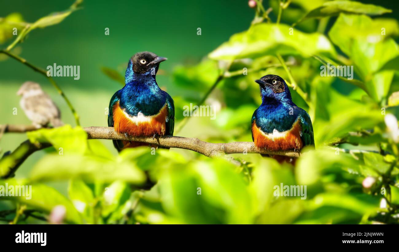Two brightly colored tropical birds on a green background of vegetation ...