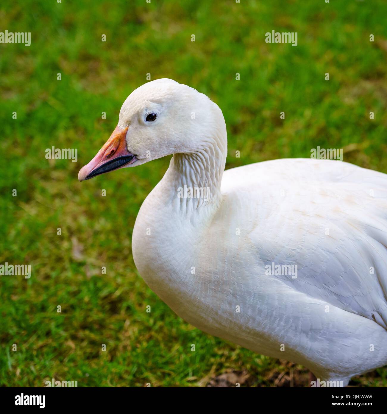White duck with open beak hi-res stock photography and images - Alamy