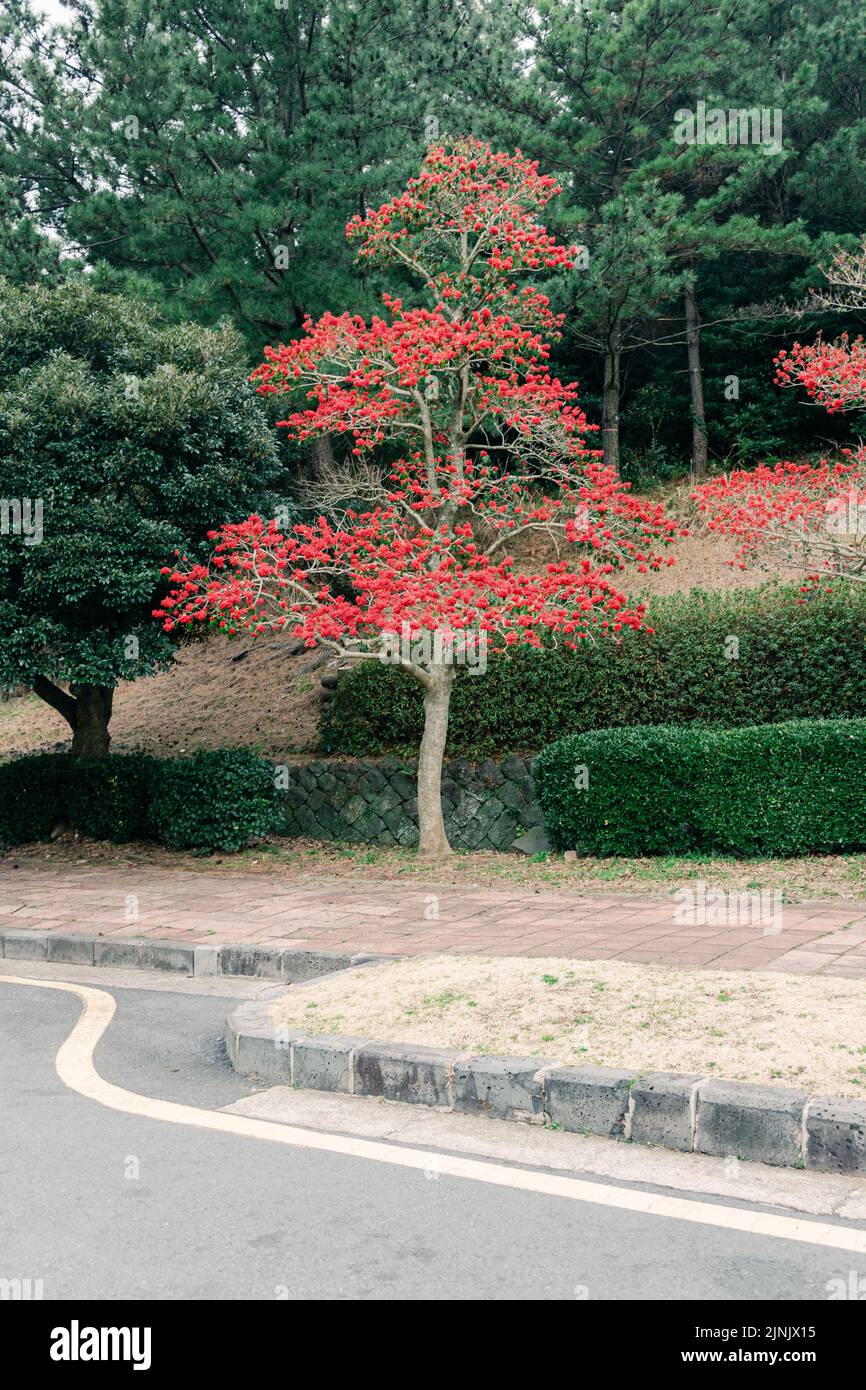 A vertical shot of a red tree on the sidewalk on Jeju island in South ...