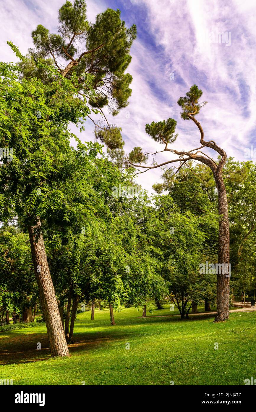 Public park garden with tall pine trees and blue sky with clouds Stock ...