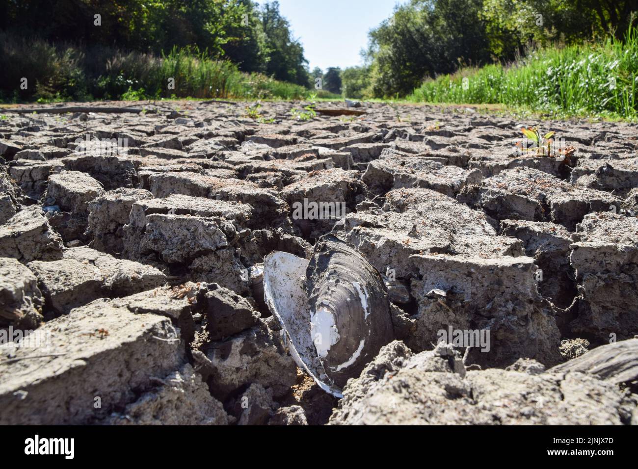 London, UK. 12th August 2022. A mollusc shell lies in a completely dry ...