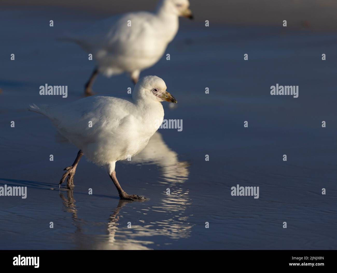The snowy sheathbill (Chionis albus) is the only land bird native to ...