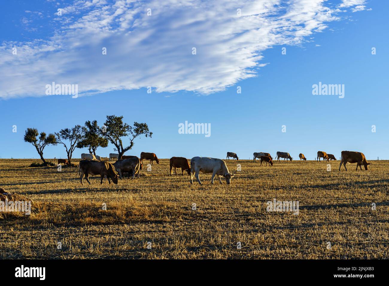 Cows grazing in the field at sunset with blue sky and rare white cloud ...
