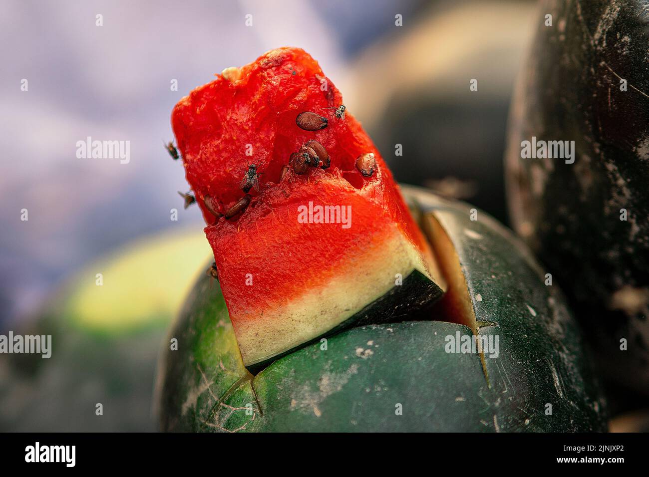 Fruit flies on watermelon hi-res stock photography and images - Alamy