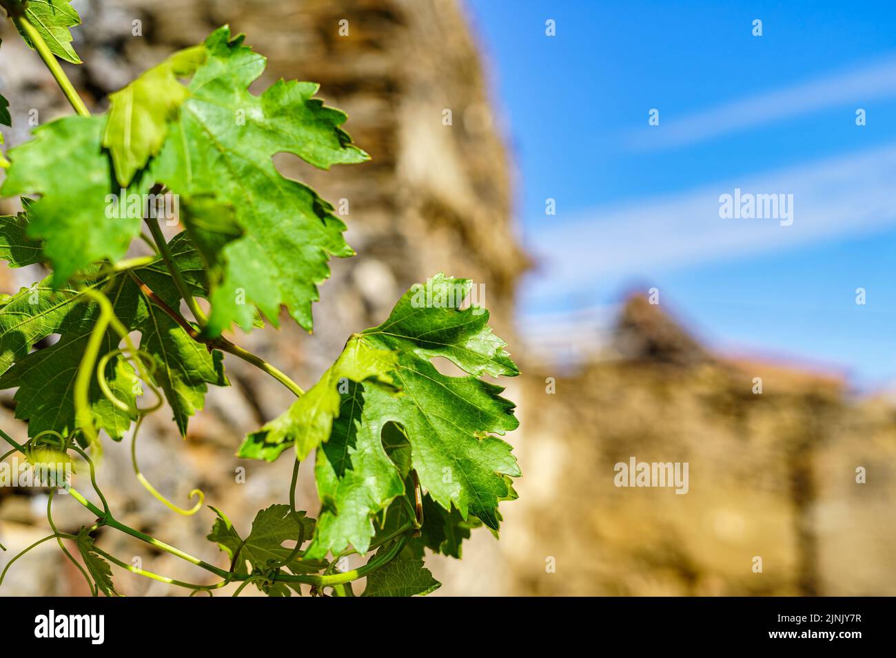 Grape leaves in old town with blue sky Stock Photo - Alamy