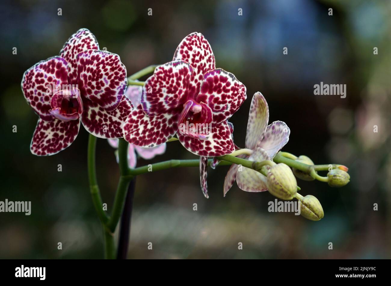 TABLE DANCE SELINA Stock Photo - Alamy