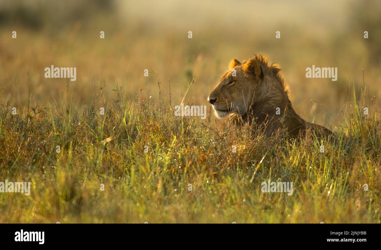 Lion pride hunting early hi-res stock photography and images - Alamy