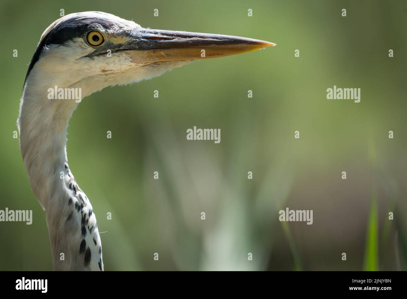 Grey Heron close up of face and beak Stock Photo - Alamy