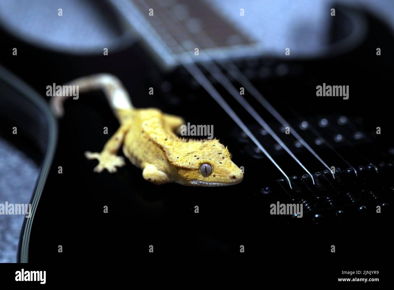 Crested Gecko on the Electric Guitar Stock Photo - Alamy