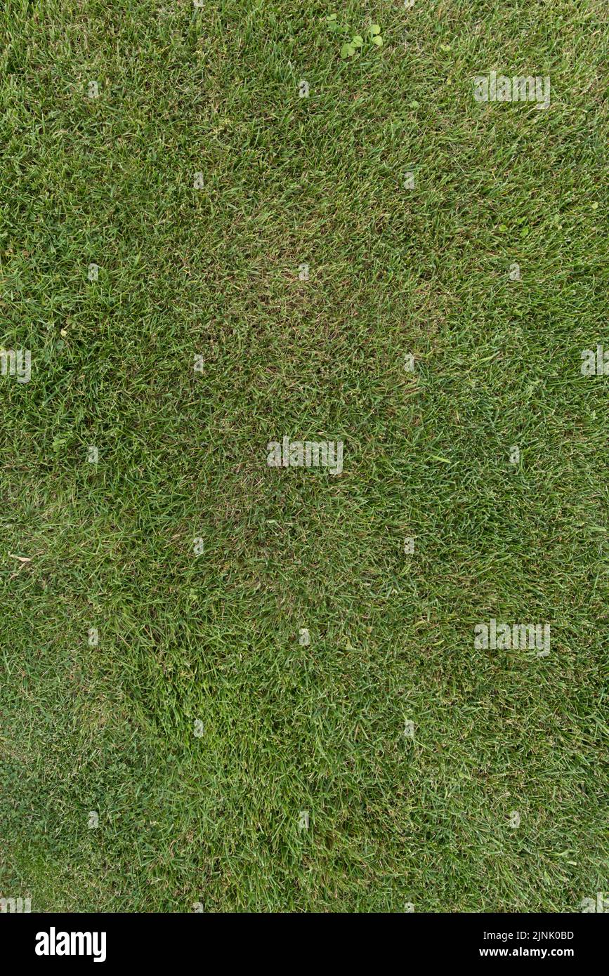 Green grass texture background top view Stock Photo - Alamy