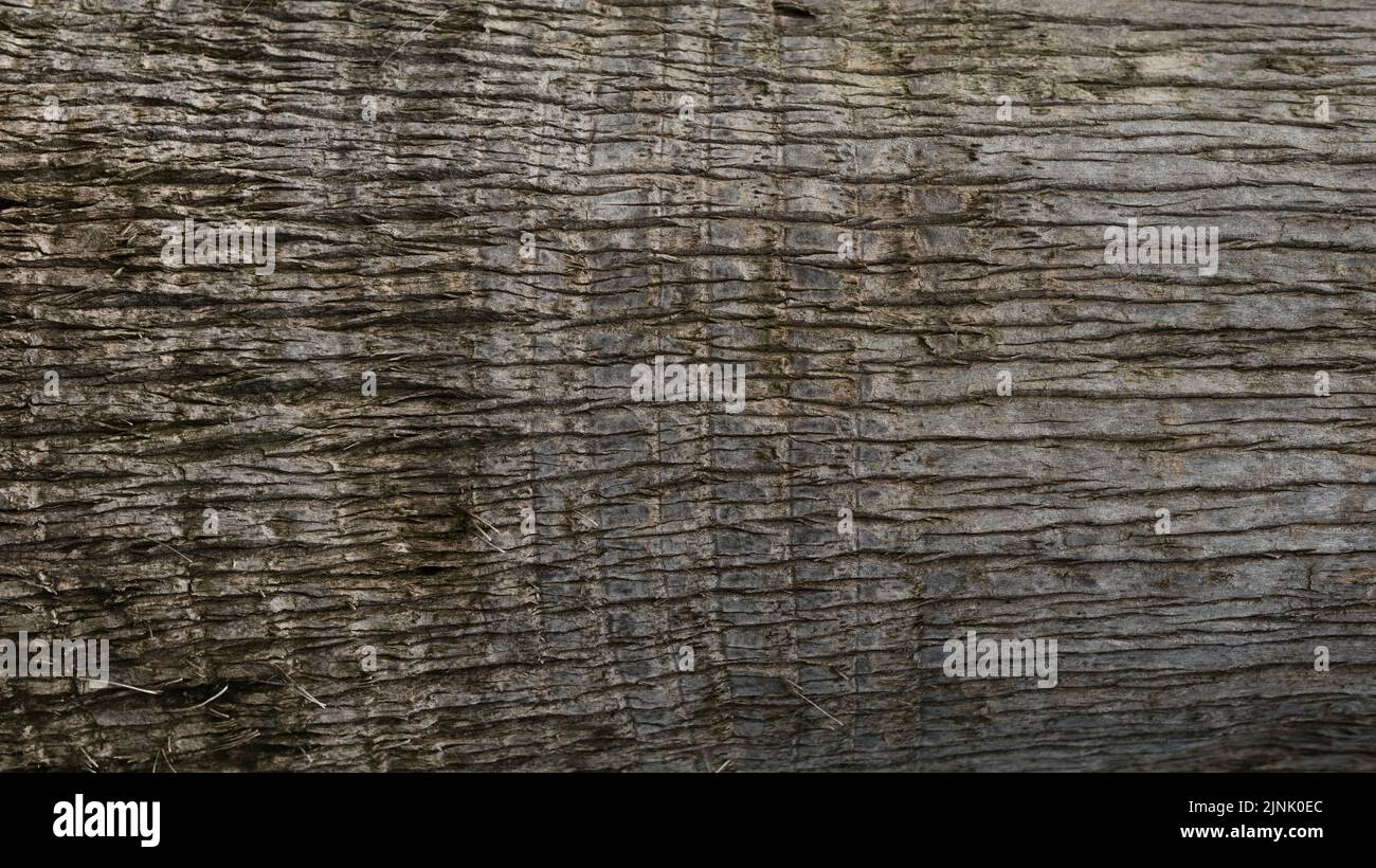 Tree trunk bark texture as natural background Stock Photo - Alamy