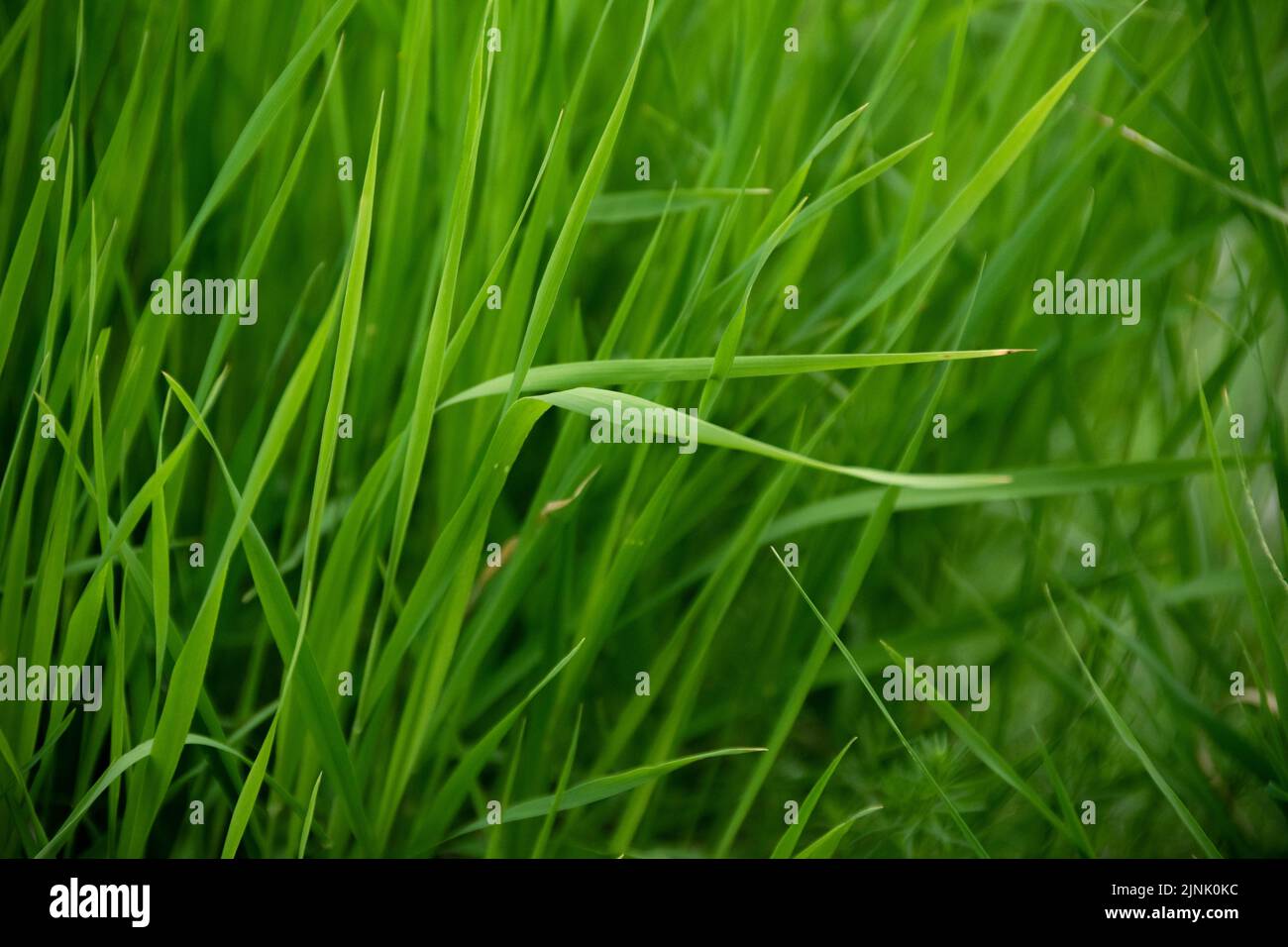 Deep green grass background. Natural backdrop Stock Photo - Alamy