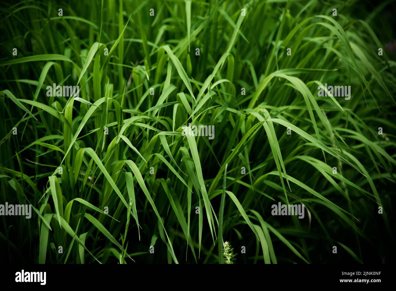 Deep green grass background. Natural backdrop Stock Photo - Alamy