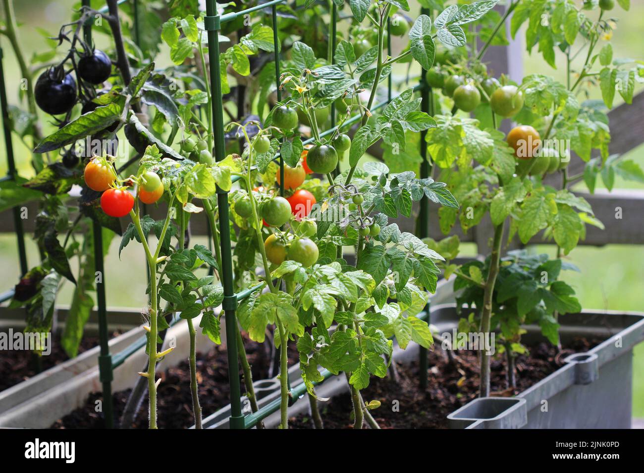 tomato plant, tomato plants Stock Photo - Alamy