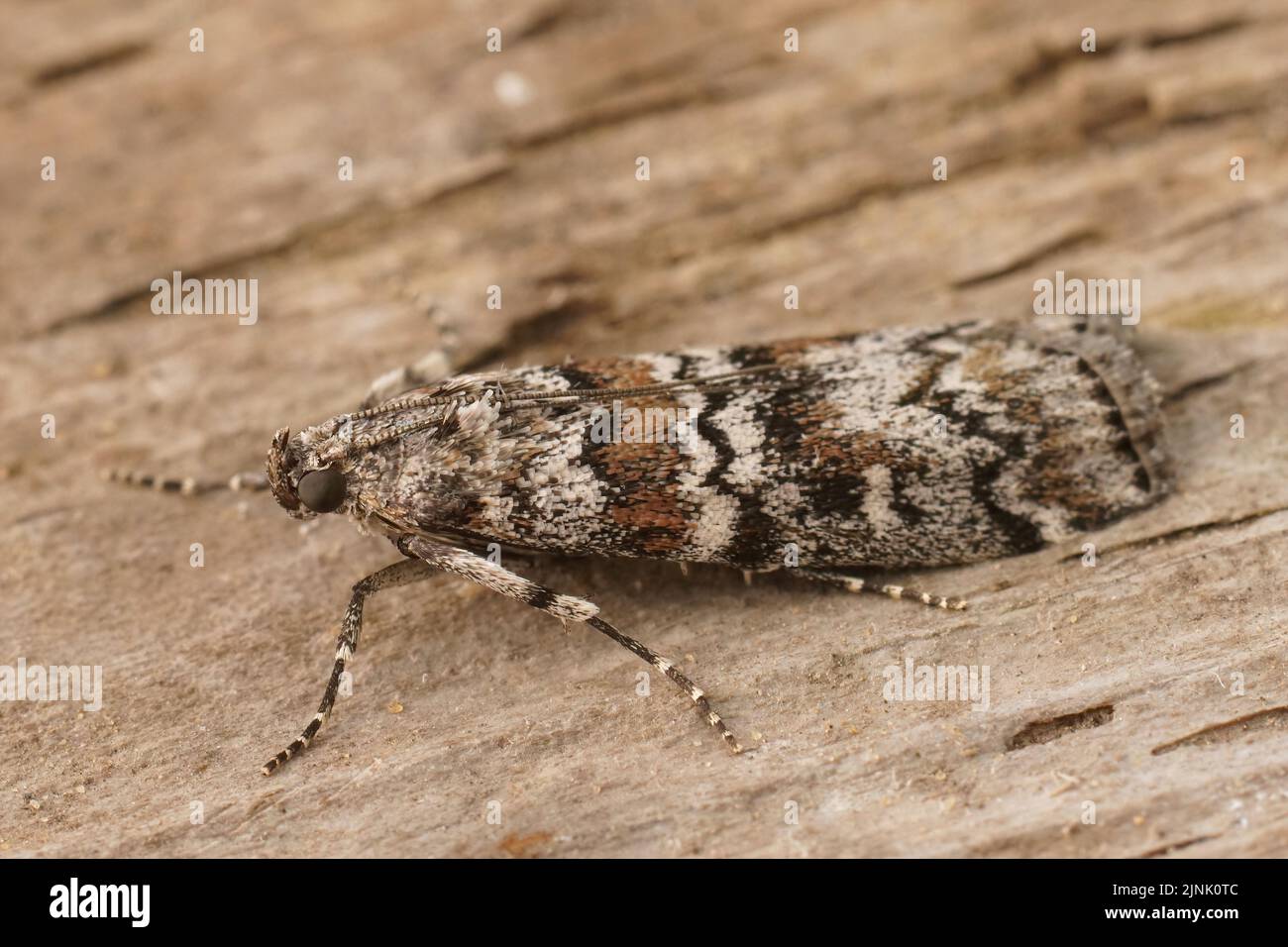 Detailed closeup on the Dark Pine Knot-horn moth, Dioryctria abietella ...