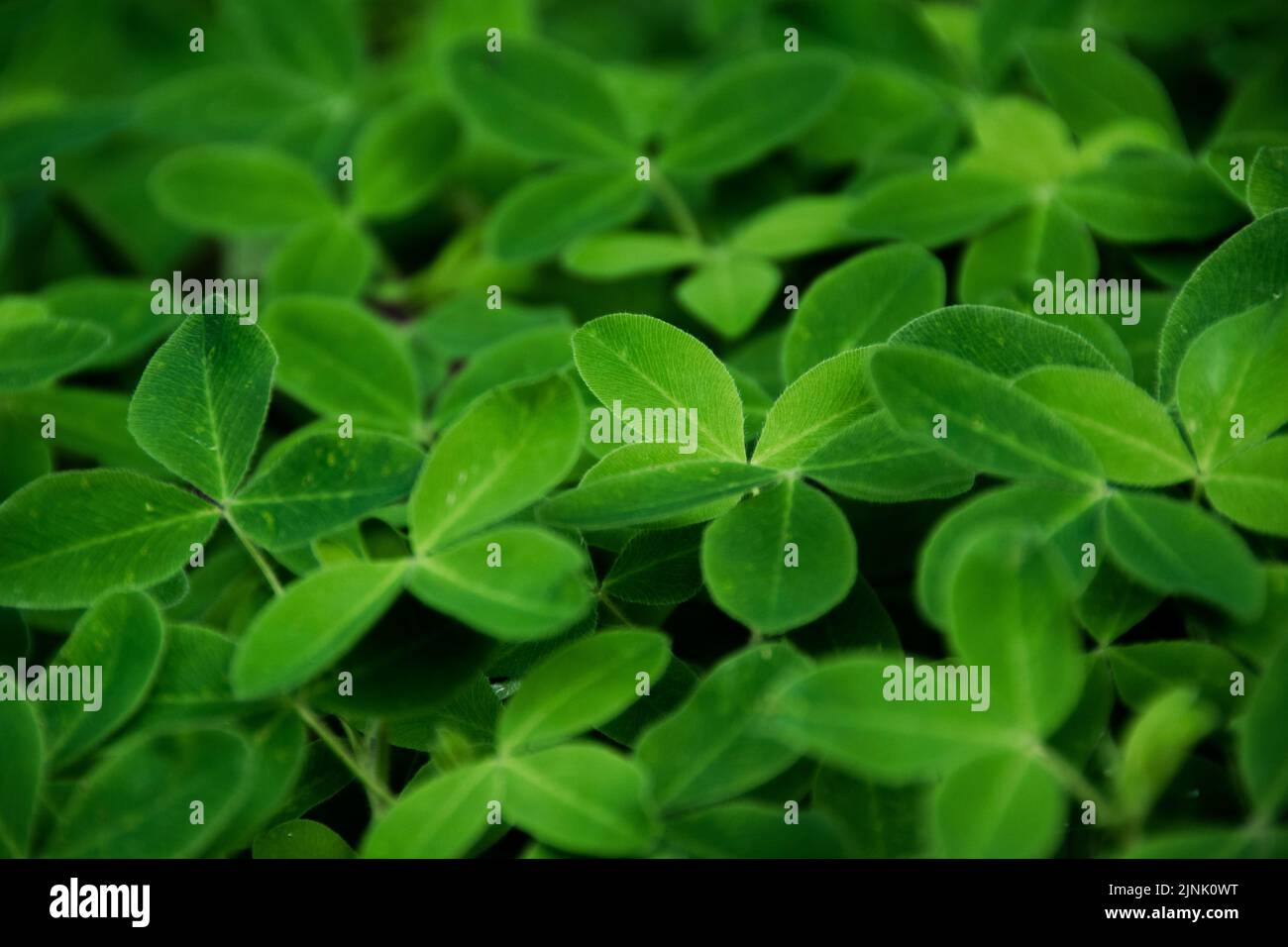Deep green grass background. Natural backdrop Stock Photo - Alamy