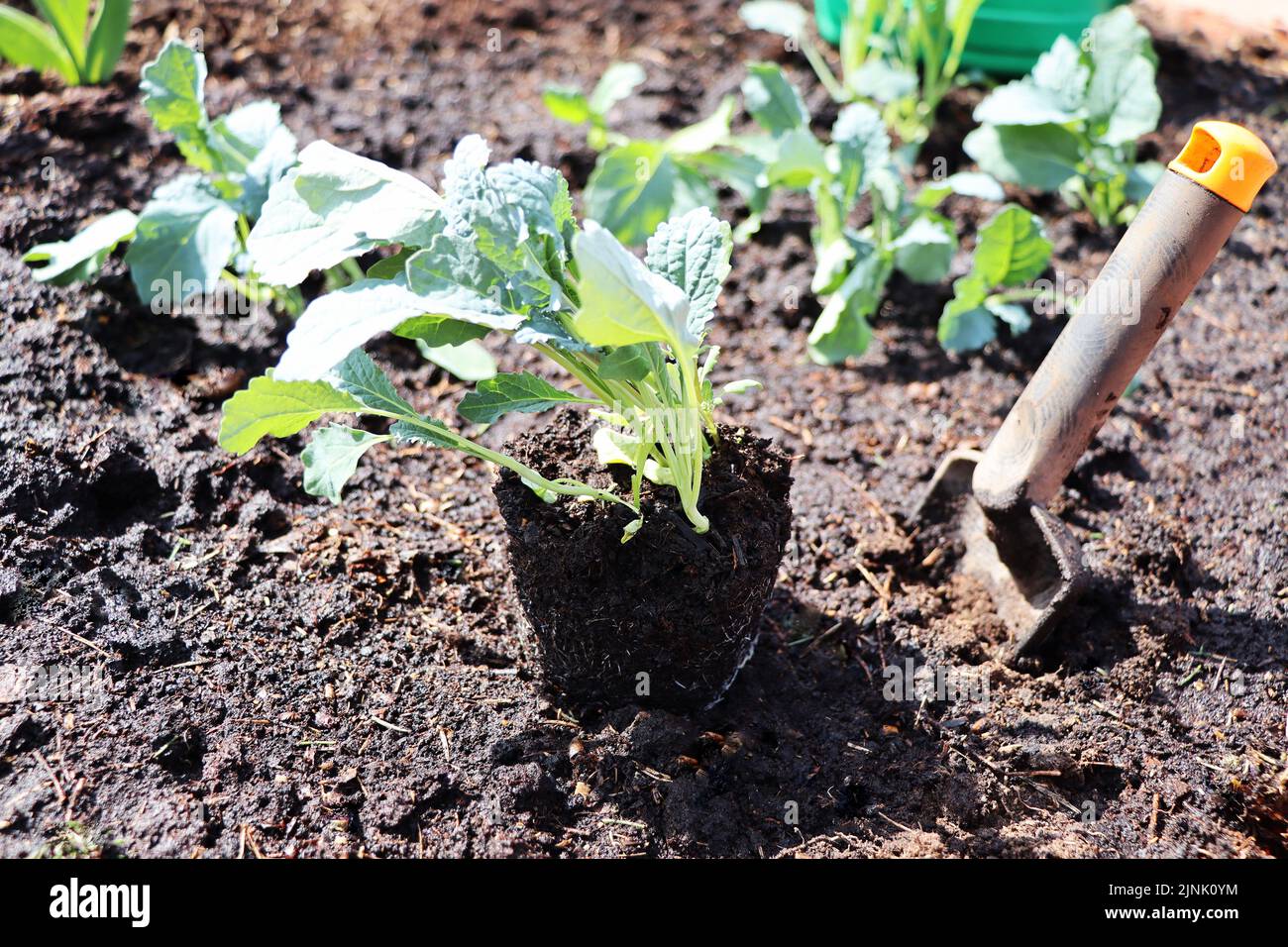 kale, gardening, vegetable garden, planting, kales, plant care, tending ...